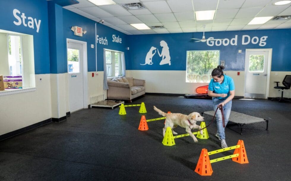 Expert Dog Training in Houston | Boarding & Training Programs