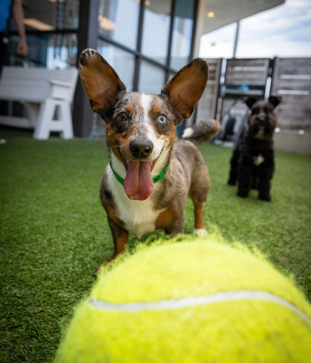 Dog Daycare in Houston TX | Meadowlake Pet Resort